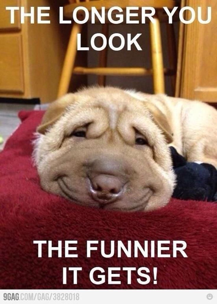 31 Funny Animal Pictures Quotes With Images FunZumo 31 Funny Animal Pictures Quotes With Images FunZumo