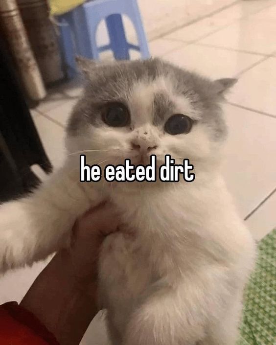 100 Funny Cat Memes You’ll Laugh at Every Time – Page 8 – FunZumo