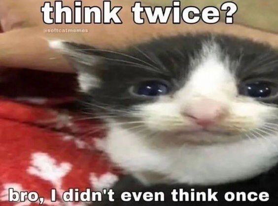 100 Funny Cat Memes You'll Laugh at Every Time – Page 2 of 8 – FunZumo