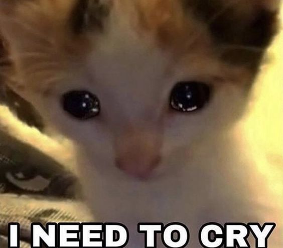 100 Funny Cat Memes You'll Laugh at Every Time – Page 2 of 8 – FunZumo