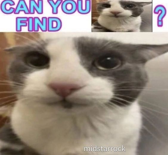 100 Funny Cat Memes You'll Laugh at Every Time – Page 5 of 8 – FunZumo