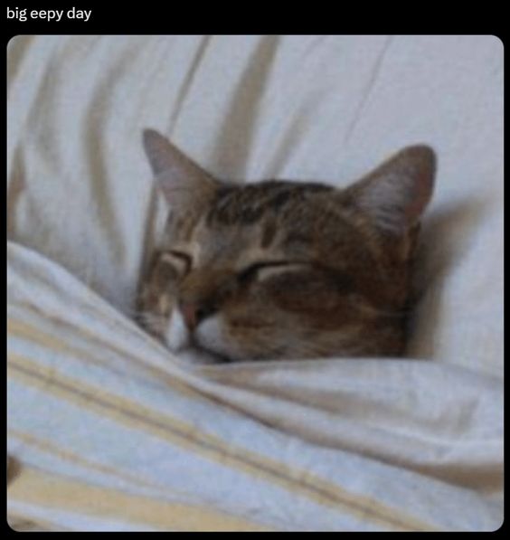 28 Hilarious Sleeping Cat Memes Go Viral Weekend – FunZumo