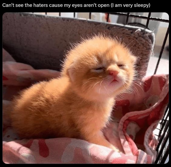 28 Hilarious Sleeping Cat Memes Go Viral Weekend – FunZumo